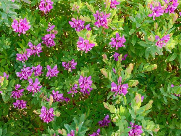 Polygala Petite Butterfly Bush – Armstrong Garden Centers