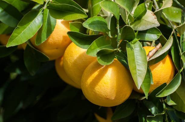 Rio Red Grapefruit Bush – Armstrong Garden Centers