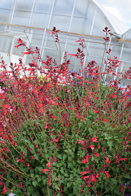 Salvia Roman Red – Armstrong Garden Centers