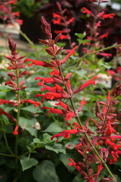 Salvia Roman Red – Armstrong Garden Centers